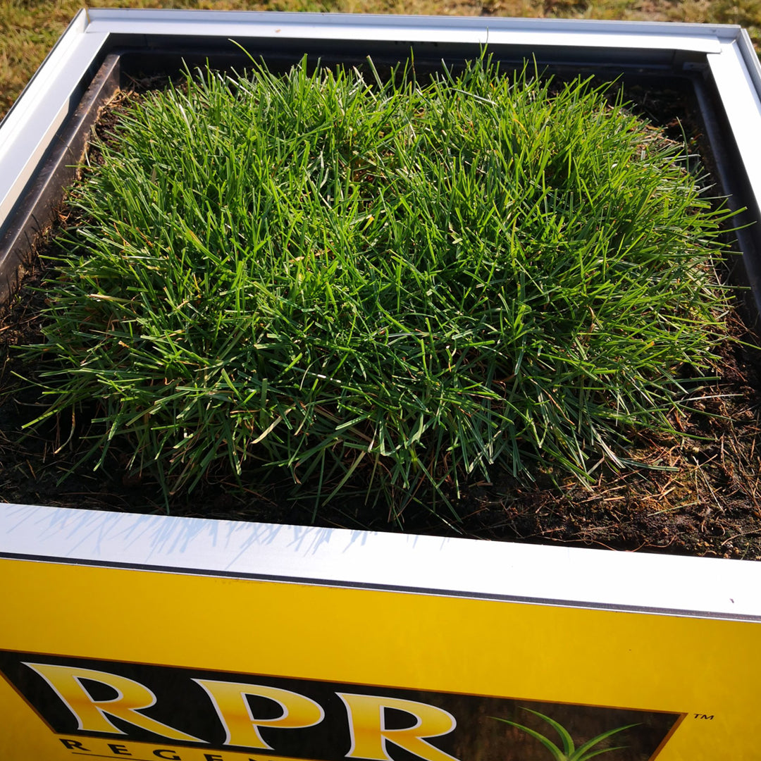 Barenbrug RPR Sport 5kg - Agropharm - Agropharm