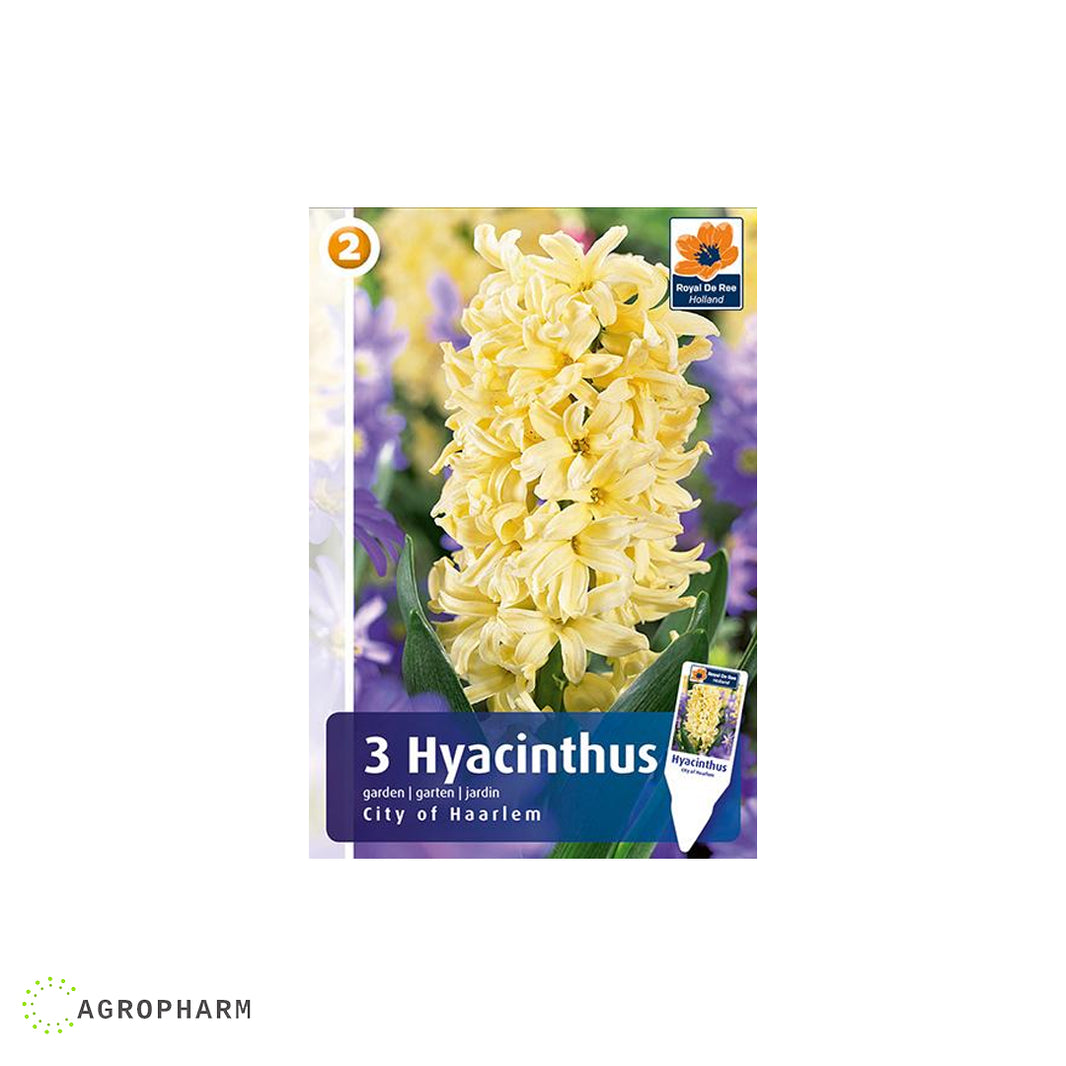 Lukovice Cveca. Dalije, Begonije, Gladiole, Ljiljani, Tulipani, Narcisi ...