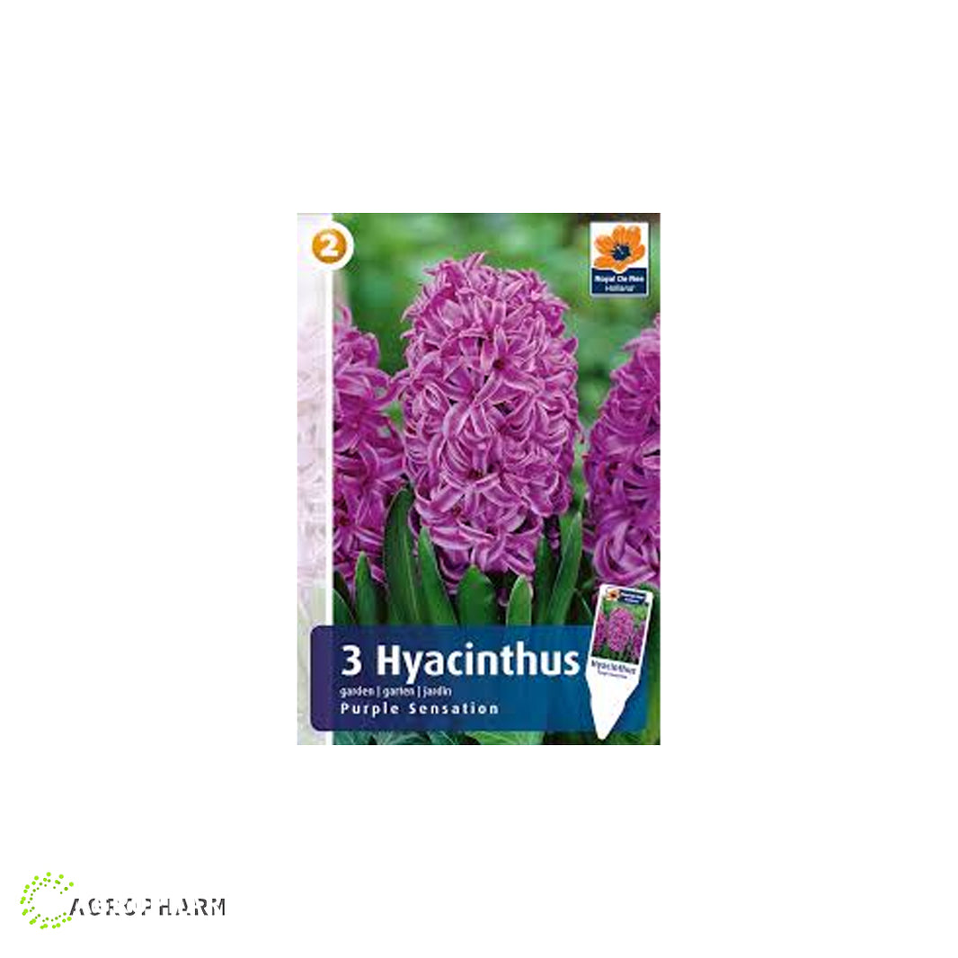 Lukovice Cveca. Dalije, Begonije, Gladiole, Ljiljani, Tulipani, Narcisi ...