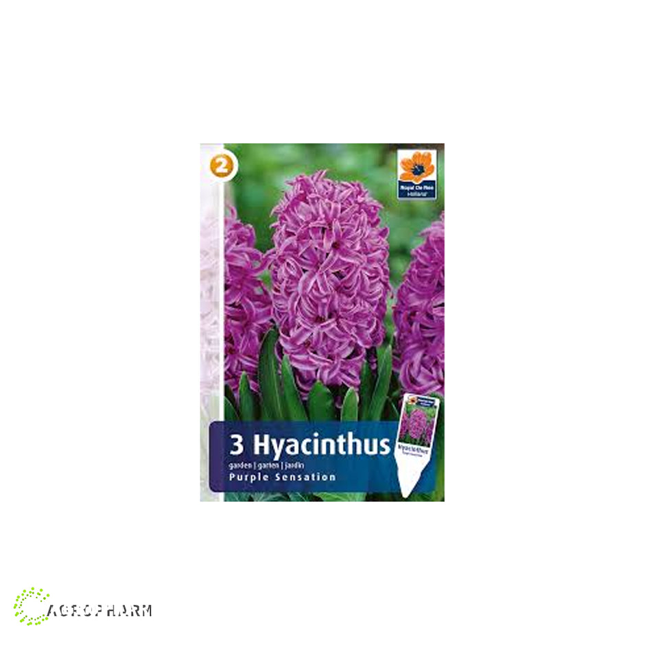 Lukovice Cveca. Dalije, Begonije, Gladiole, Ljiljani, Tulipani, Narcisi ...
