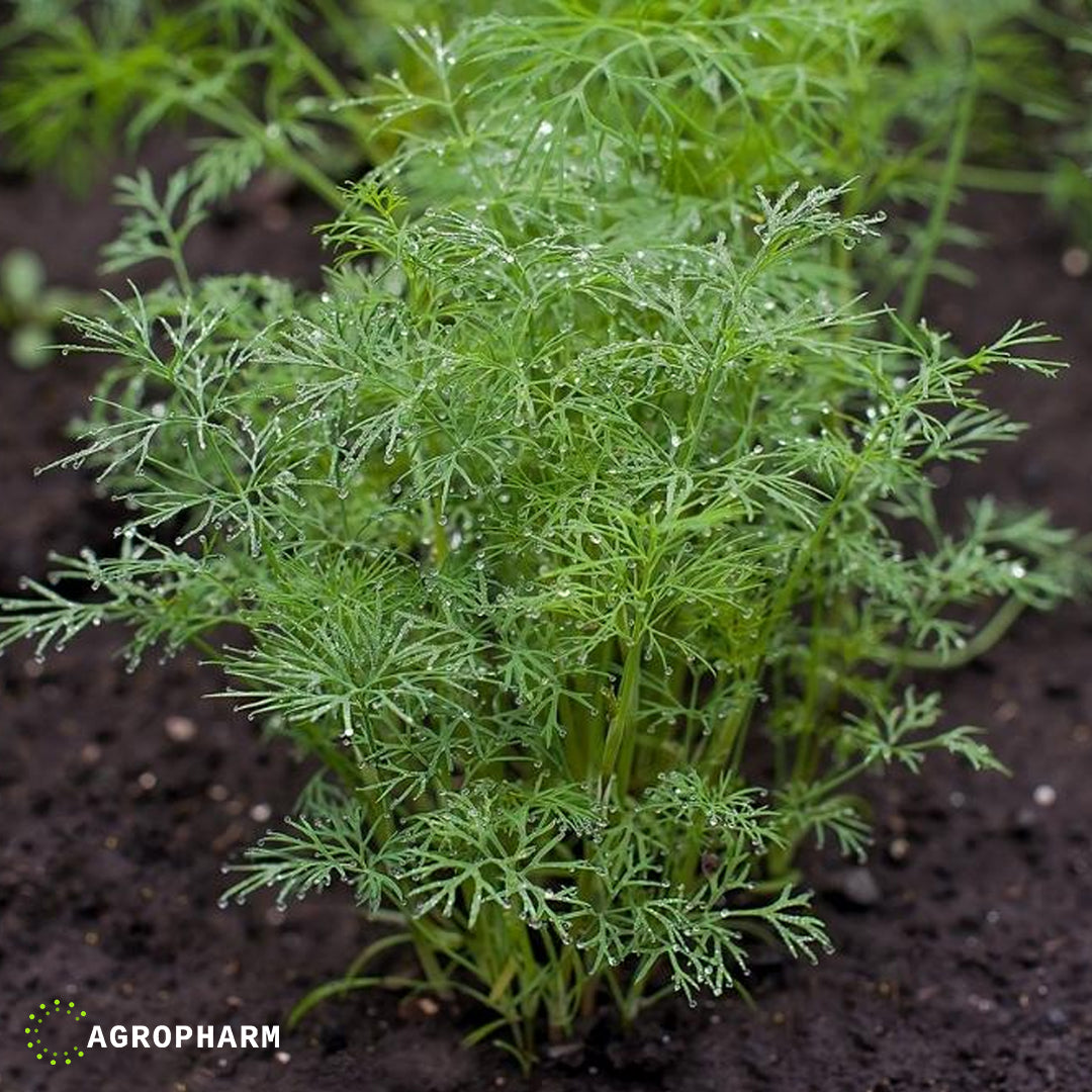 Mirodjija Seme 4gr ZKI - Agropharm - Agropharm